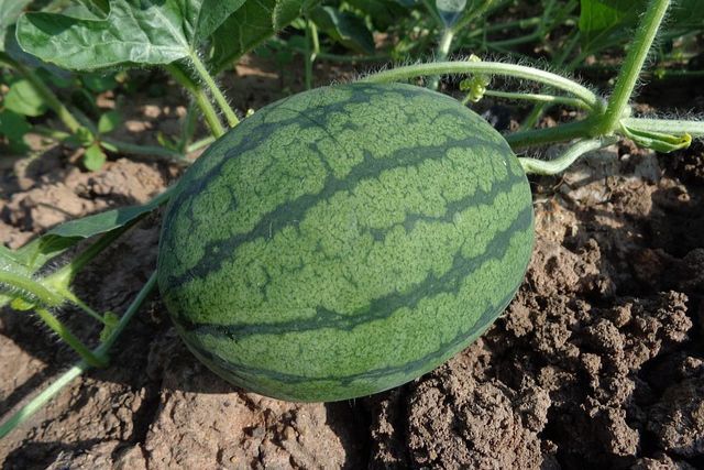 Black Diamond Watermelon: The Rare Dark-Skinned Summer Fruit