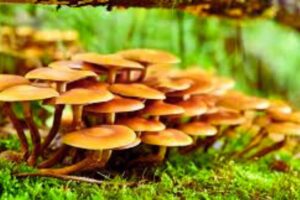 Classification of Mushrooms: Guide from Kingdom to Species